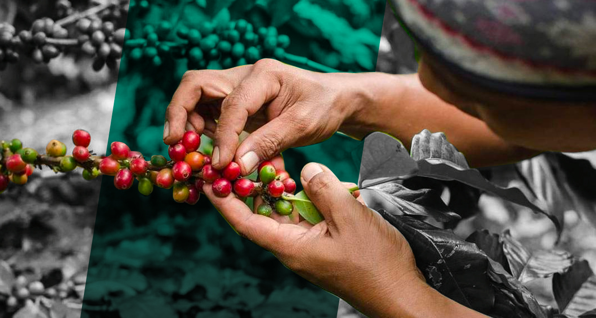 Los pequeños productores de café de Colima recibirán recursos federales ...