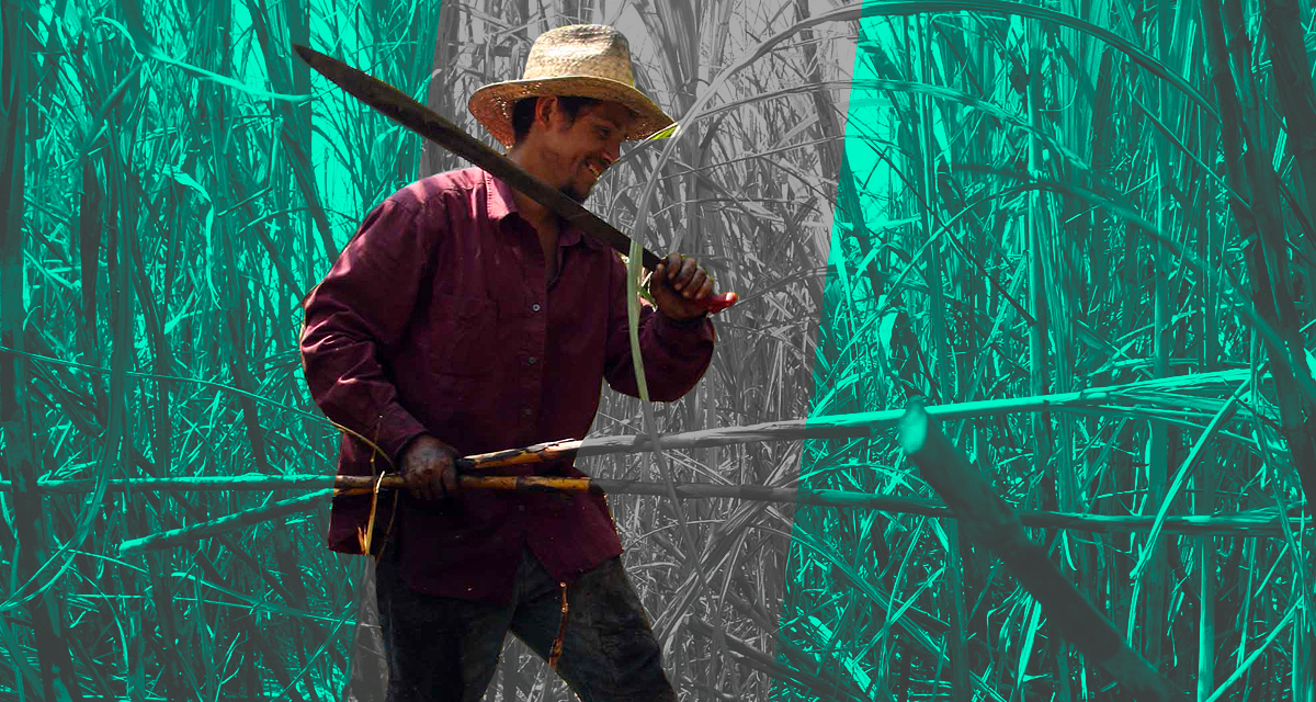 La Sader incluye a Colima en el programa para cañeros; darán $7 mil 300 ...