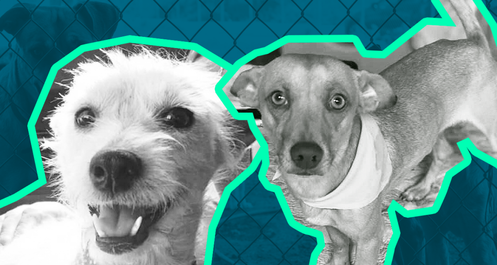 perros-adoptados – Estación Pacífico