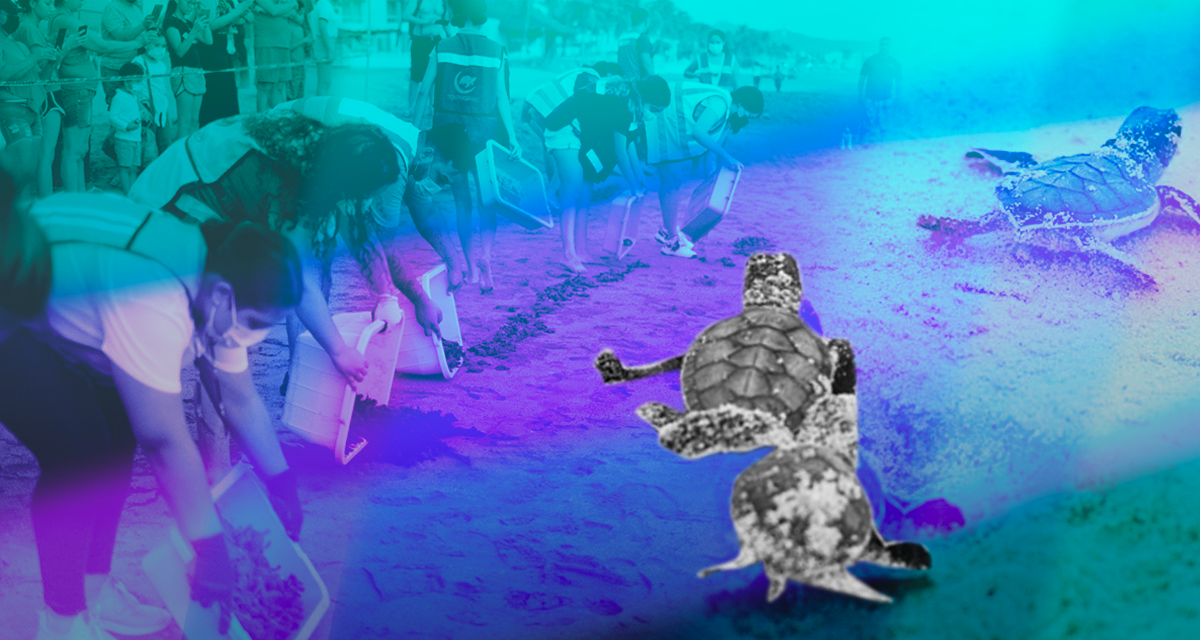 Tortugario de Manzanillo rompe récord, logran proteger 694 nidos en un ...