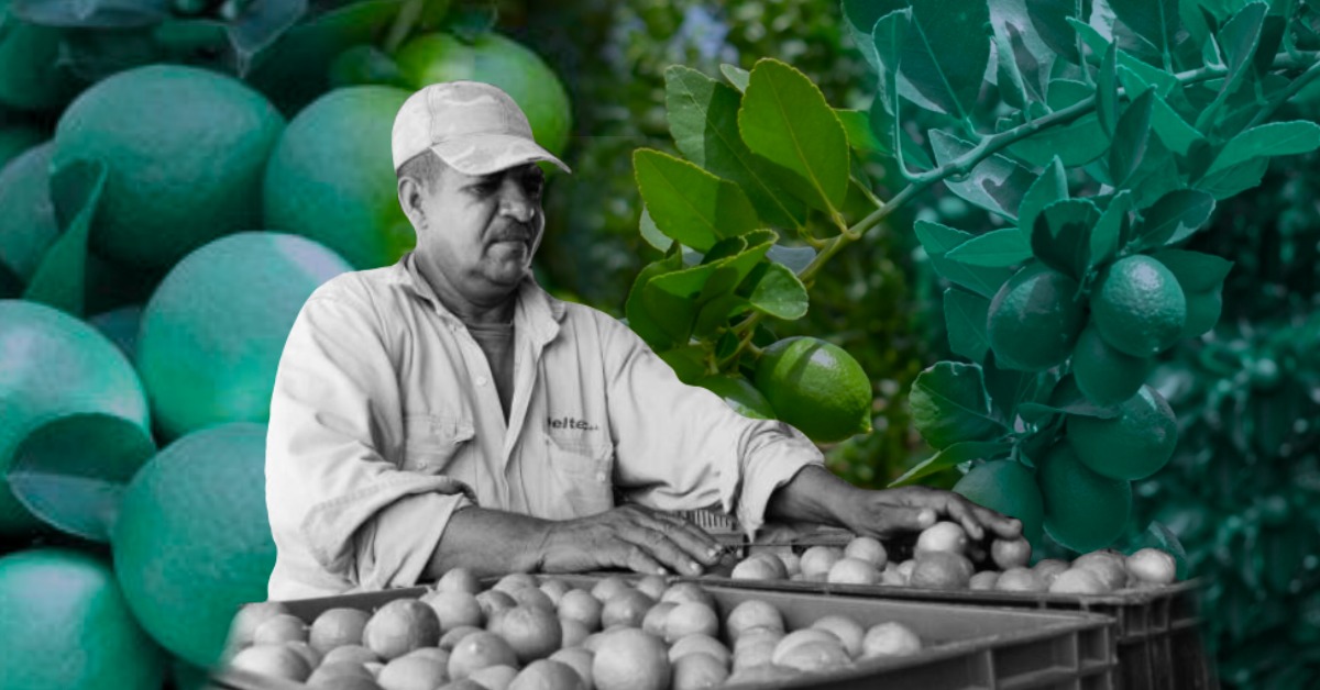 En Colima, 600 productores de limón cambiaron su empleo tras plaga del ...